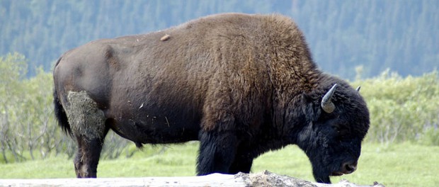Tribes and First Nations sign “Buffalo Treaty” - The Wildlife Society
