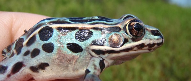 Biologist Finds Rare Frog - The Wildlife Society