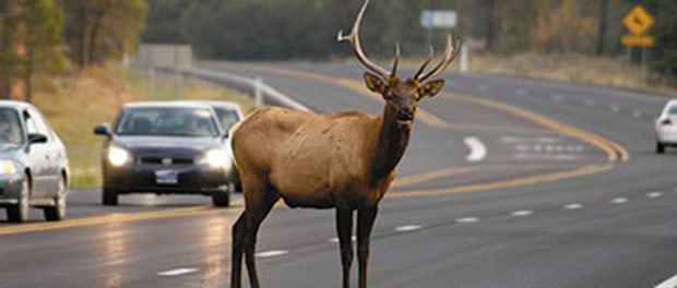 ‘Tis the Season of Collisions - The Wildlife Society