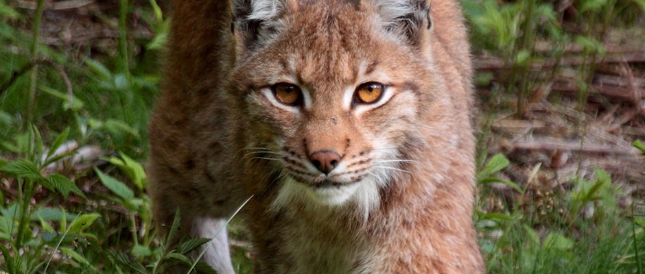 Large Carnivores Make a Voracious Comeback in Europe - The Wildlife Society