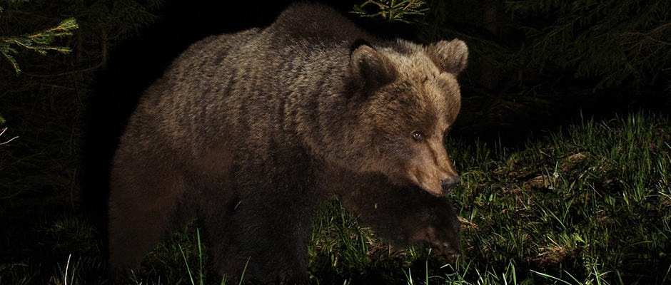 Large Carnivores Make a Voracious Comeback in Europe - The Wildlife Society