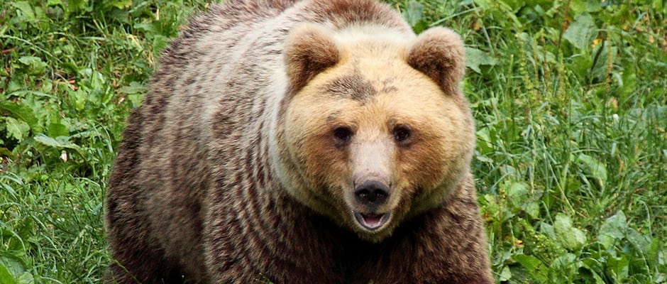 Large Carnivores Make a Voracious Comeback in Europe - The Wildlife Society