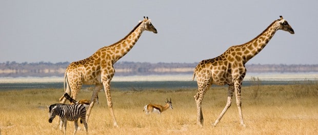 World’s Giraffe Populations in Peril - The Wildlife Society