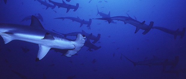 Hammerhead Maps Show Gap in Protection, Study Finds - The Wildlife Society