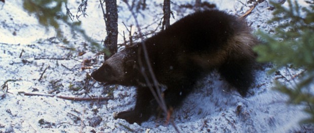 Wolverines at Risk in Canada - The Wildlife Society