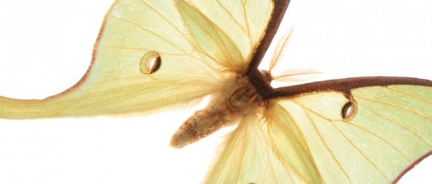 Long Moth Tails Make Predators Go Batty - The Wildlife Society