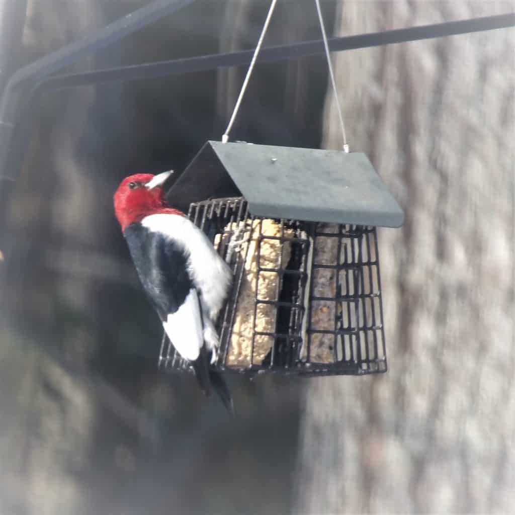 Pennsylvania Chapter: Membership - The Wildlife Society