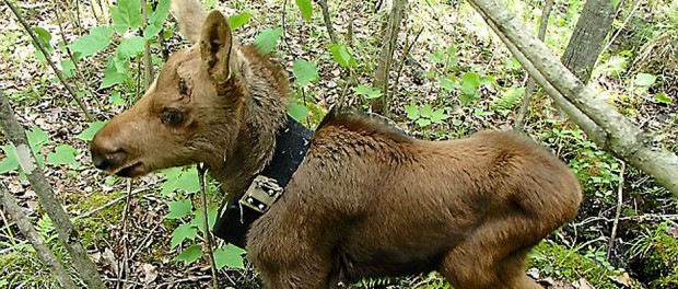 Researchers to Revisit Moose Study - The Wildlife Society