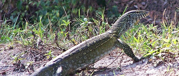 Biologists Target Invasive Lizard in Florida - The Wildlife Society