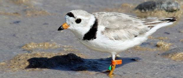 Piping Plover Aided by Predator Management - The Wildlife Society