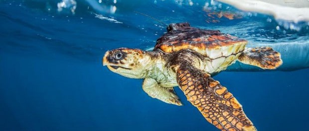 First Tagged Loggerhead Turtle Released Off West Coast - The Wildlife ...