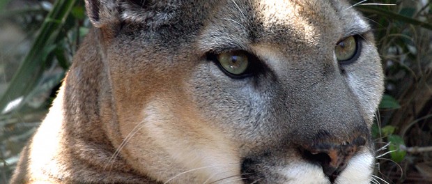 Eastern Cougar May Be Declared Extinct - The Wildlife Society