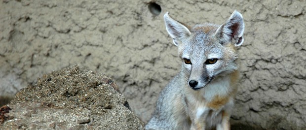 Video: Oregon Wildlife Agency Releases Rare Kit Fox Footage - The ...