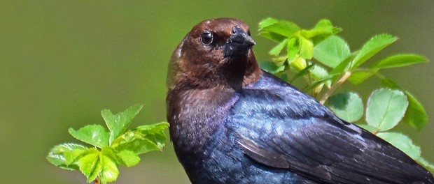 Speed Kills: Why Birds Collide with Vehicles - The Wildlife Society