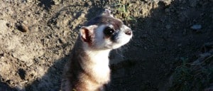 Black-Footed Ferrets Inseminated with Frozen Sperm - The Wildlife Society
