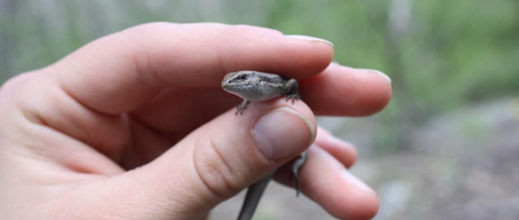 Habitat Fragmentation Causes a Hot Problem for Wildlife - The Wildlife ...