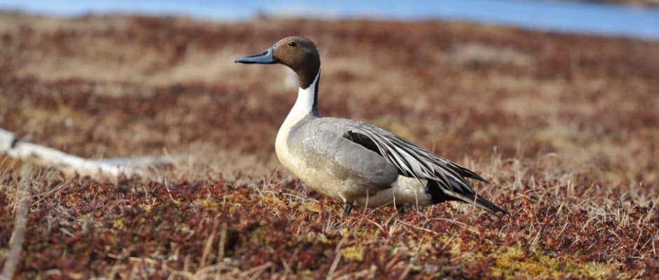 $27 Million Approved for Migratory Bird Conservation - The Wildlife Society