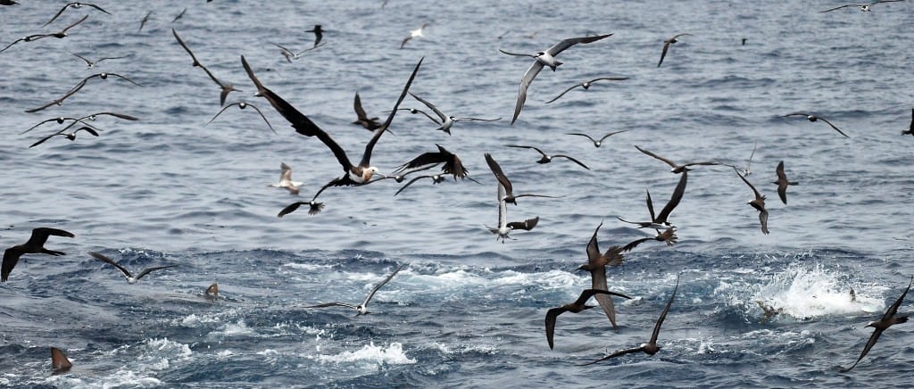 Plastic Impacts Seabirds Worldwide - The Wildlife Society