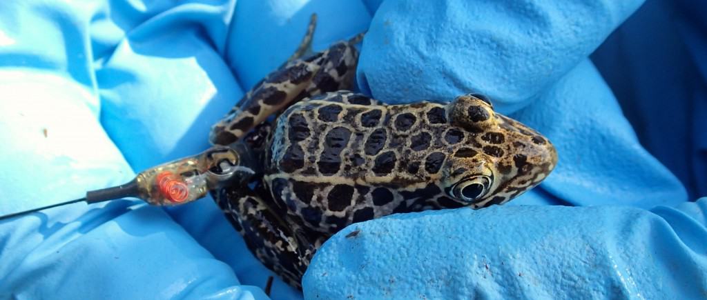 Uncovering Natural History of Endangered Frog - The Wildlife Society