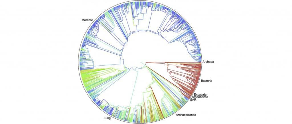 Digital Tree of Life Shows Evolution of Nearly Everything - The ...