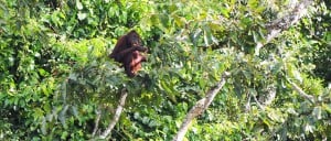Shrinking Forests Can Devastate Wildlife - The Wildlife Society