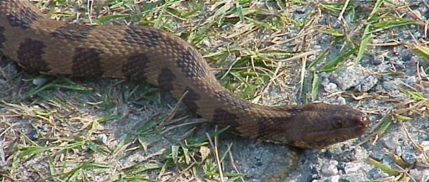 Snake Fungal Disease Strikes Again in Georgia - The Wildlife Society