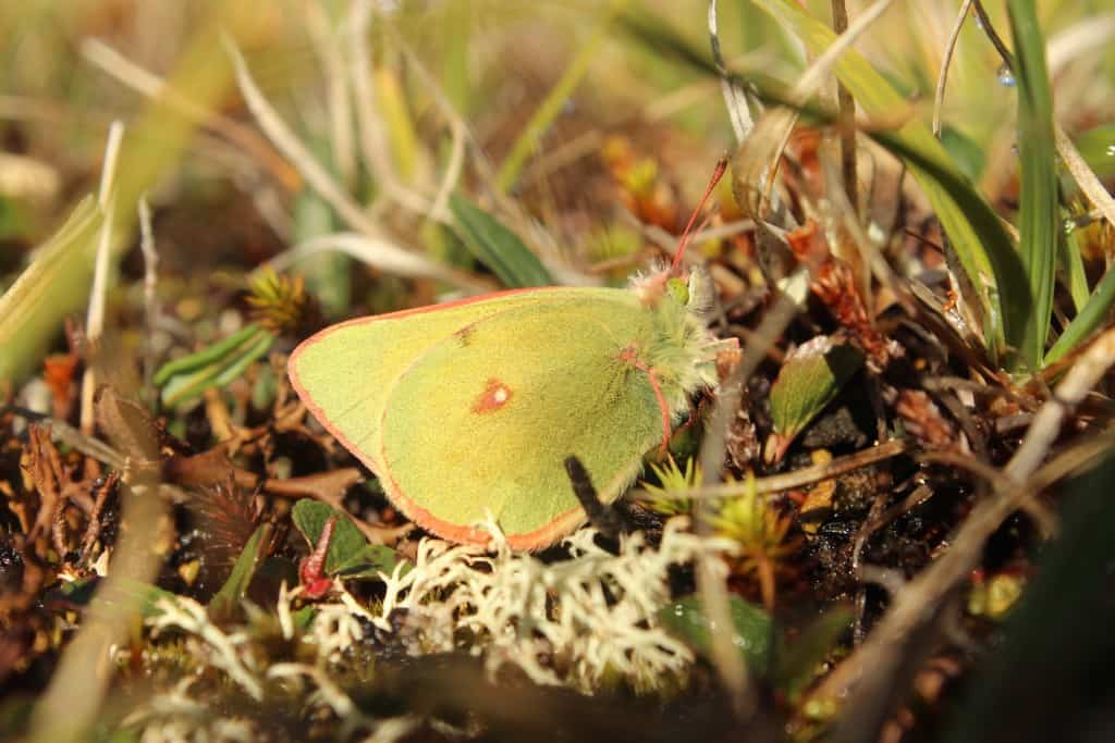 Warm Arctic Weather Could Be Shrinking Butterflies - The Wildlife Society