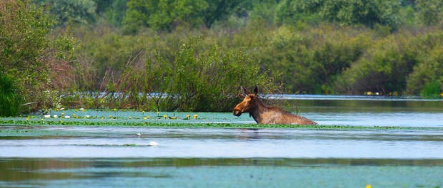 TWS Member Finds Mammals in Chernobyl Recovering - The Wildlife Society