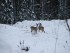 TWS Member Finds Mammals in Chernobyl Recovering - The Wildlife Society