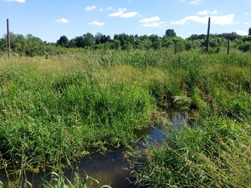 Invasive Reed Grass May Benefit Native Urban Amphibians - The Wildlife ...