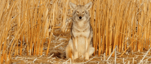 Human Food Diet Not Linked to Coyote-Human Conflict - The Wildlife Society
