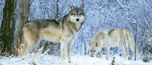 Wildlifers Help Develop a Center for Wolf Research and Education in ...