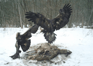 Wild Cam: Massive Study Reveals Raptor Ranges - The Wildlife Society