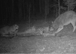 Wild Cam: Massive Study Reveals Raptor Ranges - The Wildlife Society