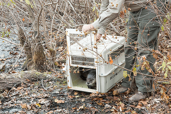 Cook County Otter Outfitted for Spy Mission - The Wildlife Society