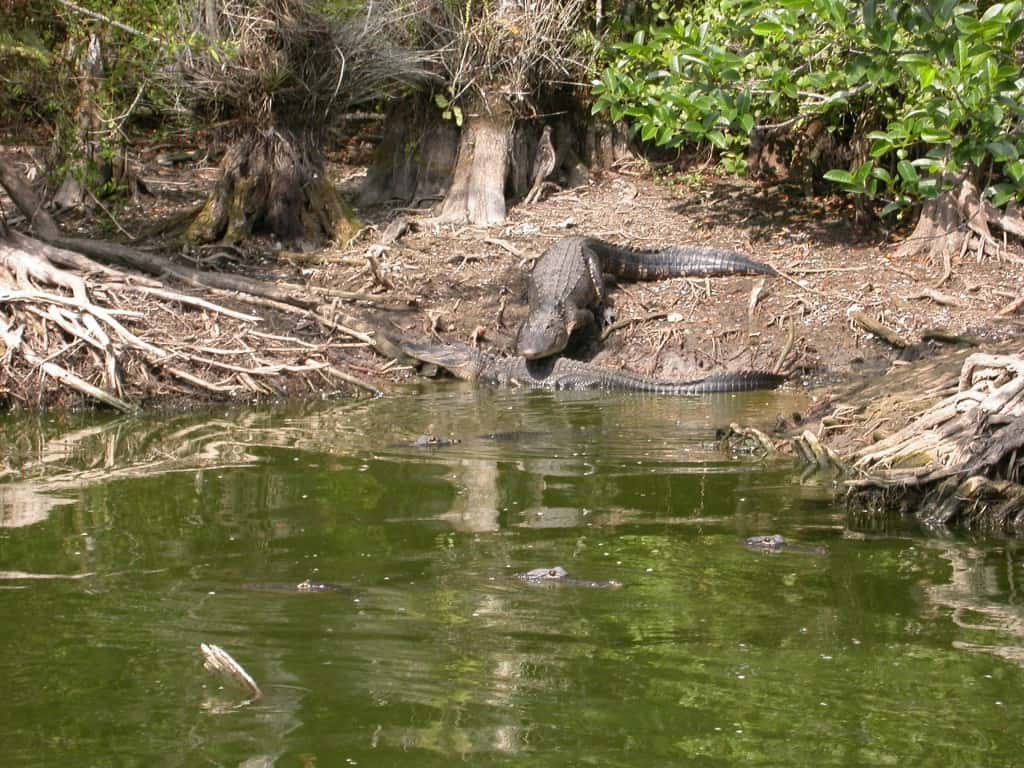 Alligator Numbers Sink With Dry Periods in Everglades - The Wildlife ...