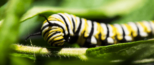 Monarch Study Shows Good Habitat May Be All in the Earth - The Wildlife ...