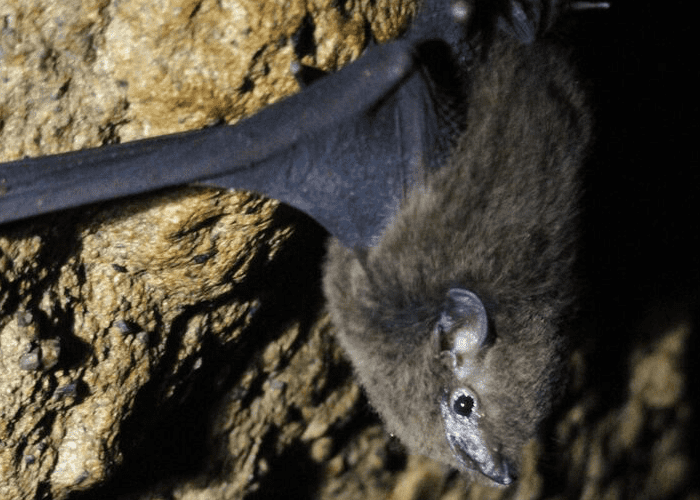 Photo Roundup — Federal Listings and Delistings of 2015 - The Wildlife ...