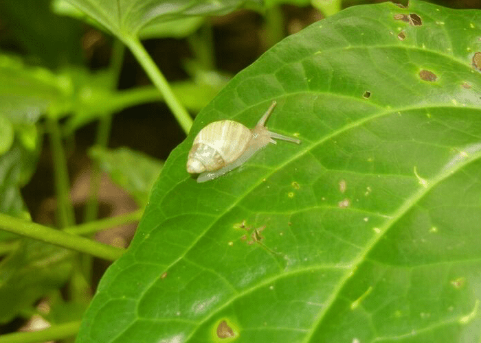 Photo Roundup — Federal Listings and Delistings of 2015 - The Wildlife ...