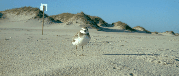 Wild Cam: How Airplanes Ruffle Plover Feathers - The Wildlife Society