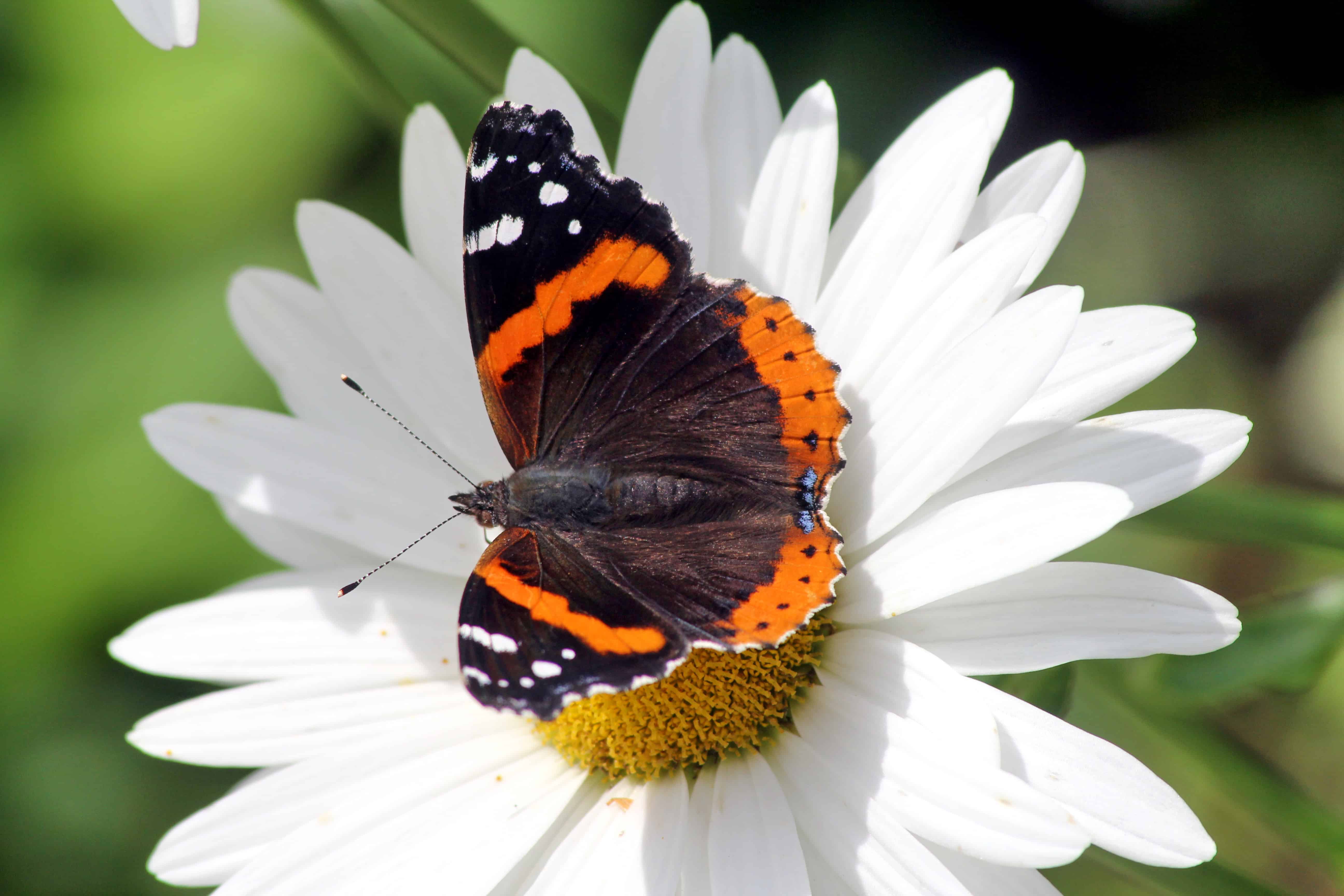 Alaska Chapter: Photo Gallery - The Wildlife Society