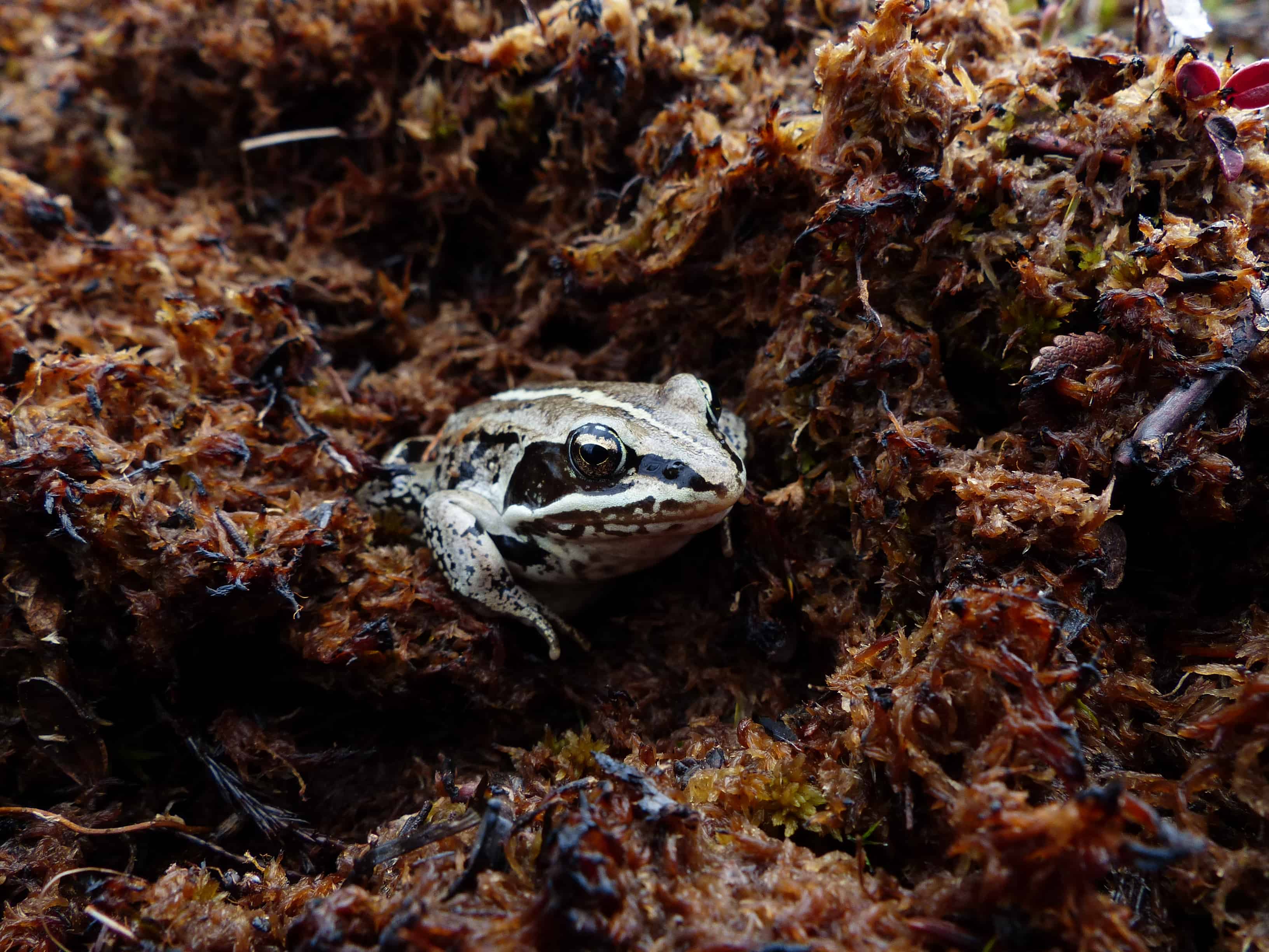 Alaska Chapter: Photo Gallery - The Wildlife Society