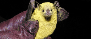 Mortality Survey Shows Leading Causes of Bat Deaths - The Wildlife Society
