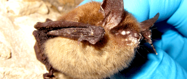 USFWS Regulates Human Interactions with Listed Bat Species - The ...