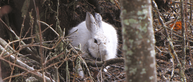 Changing fur color determines fate of snowshoe hares - The Wildlife Society