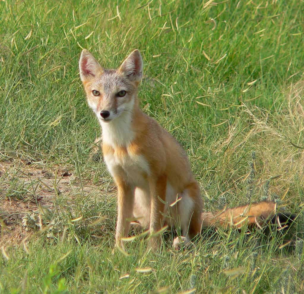 Reintroduced foxes don’t take completely to badlands - The Wildlife Society