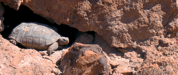 JWM study: Cattle grazing affects federally threatened desert tortoises ...