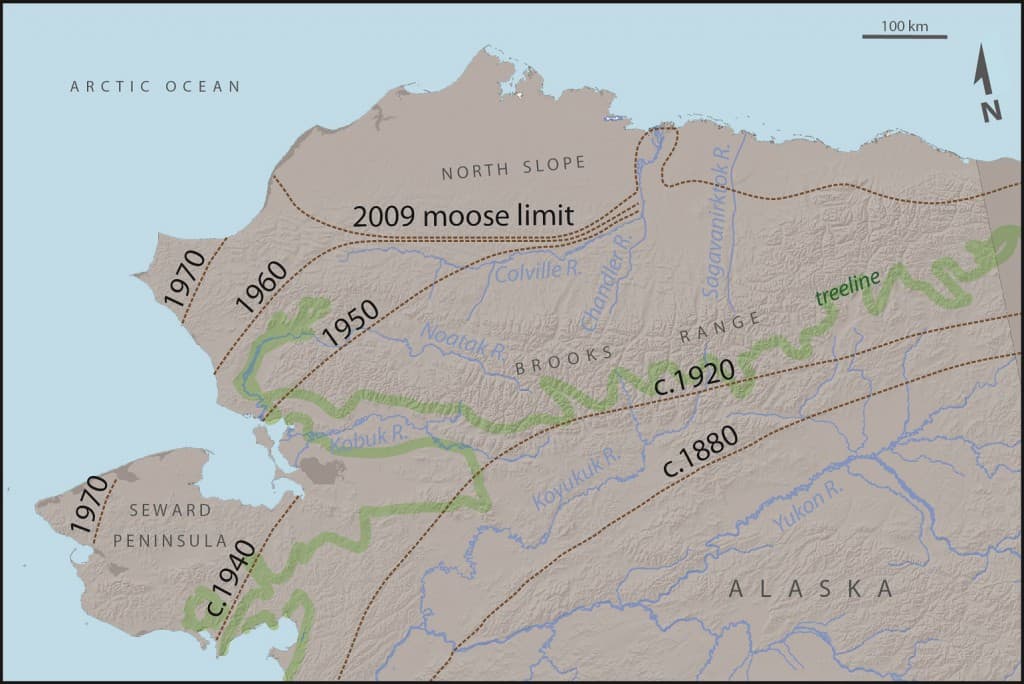 Warming climate may have ushered moose into Alaska - The Wildlife Society