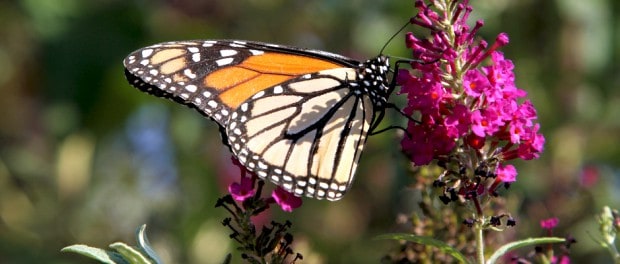 Delving into a monarch’s brain - The Wildlife Society