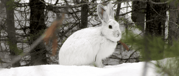 Changing climate is driving snowshoe hares northwards - The Wildlife ...
